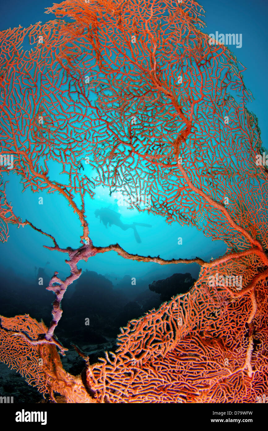 Large branched hi-res stock photography and images - Alamy