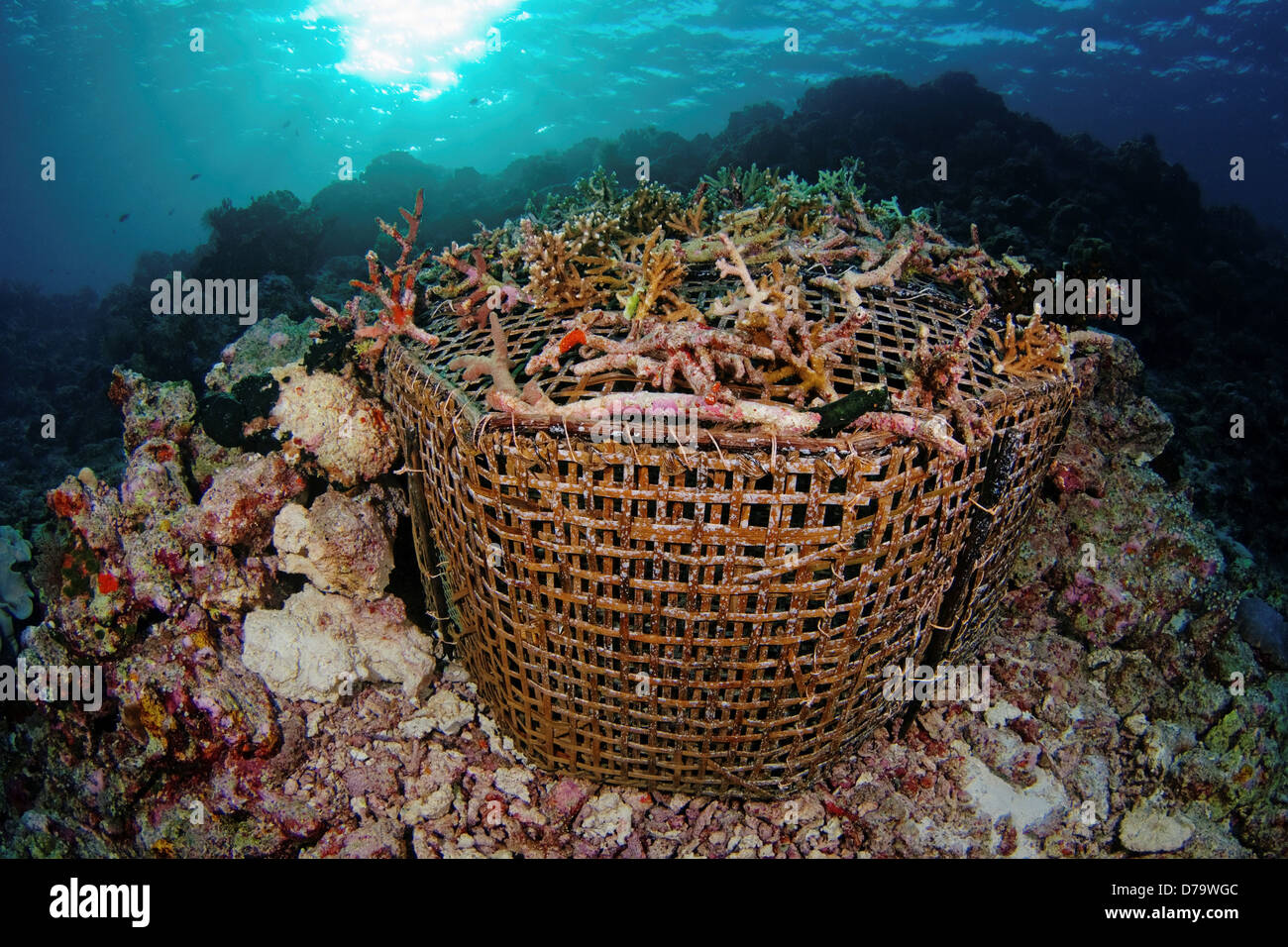 Traditional Fishing Trap Hidden in Reef Stock Photo - Alamy