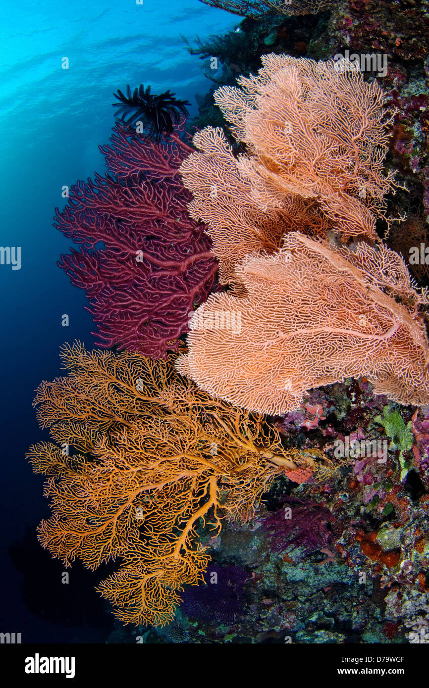 Colored Sea Fans on Reef Wall Stock Photo - Alamy