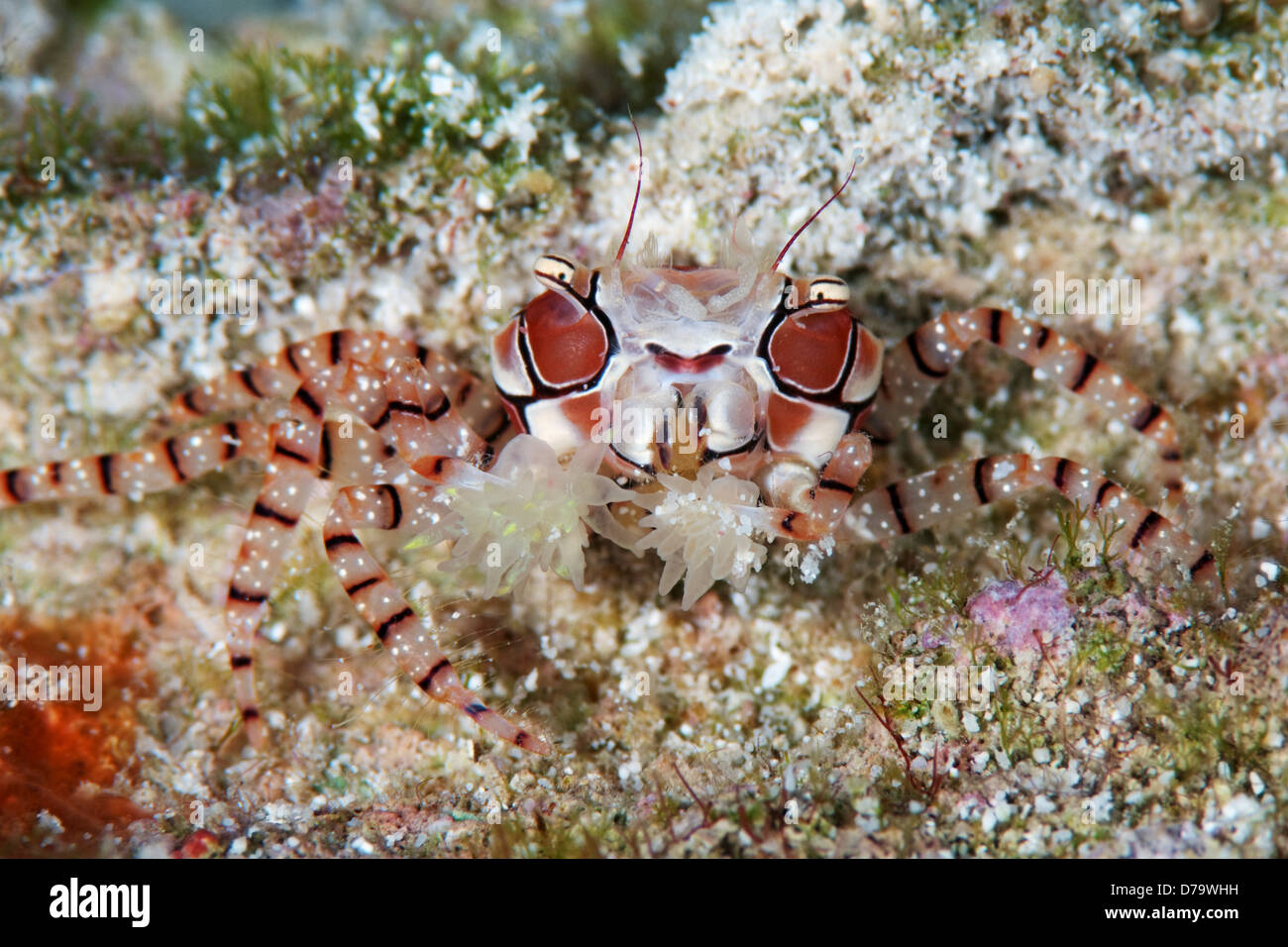 Boxing Crab High Resolution Stock Photography and Images - Alamy