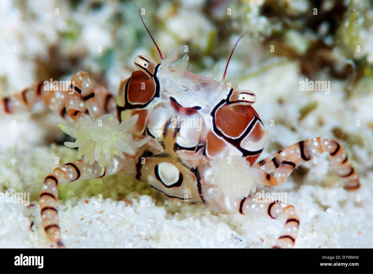 Boxing crab hi-res stock photography and images - Alamy