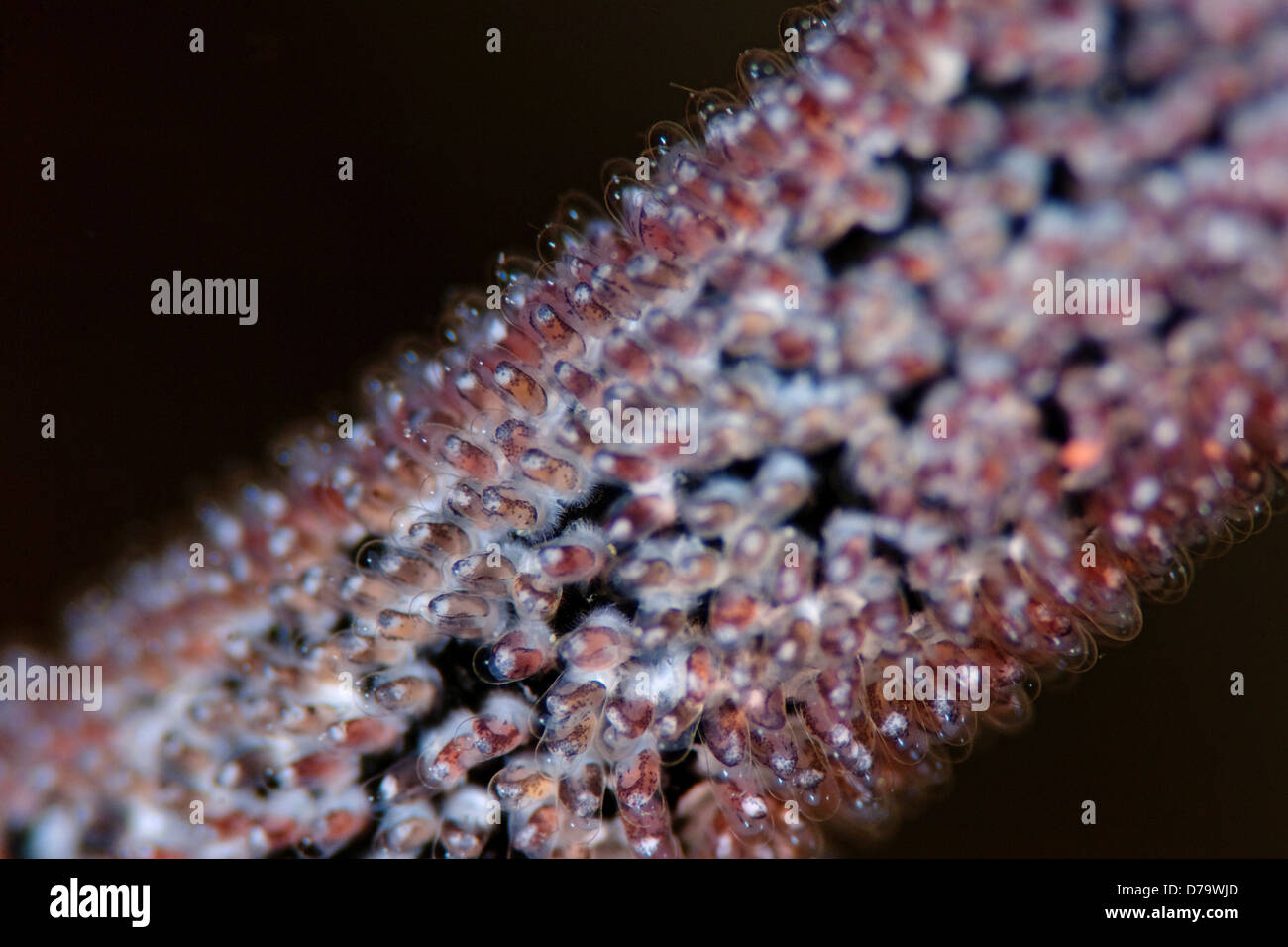 Fish reproduction cycle hi-res stock photography and images - Alamy