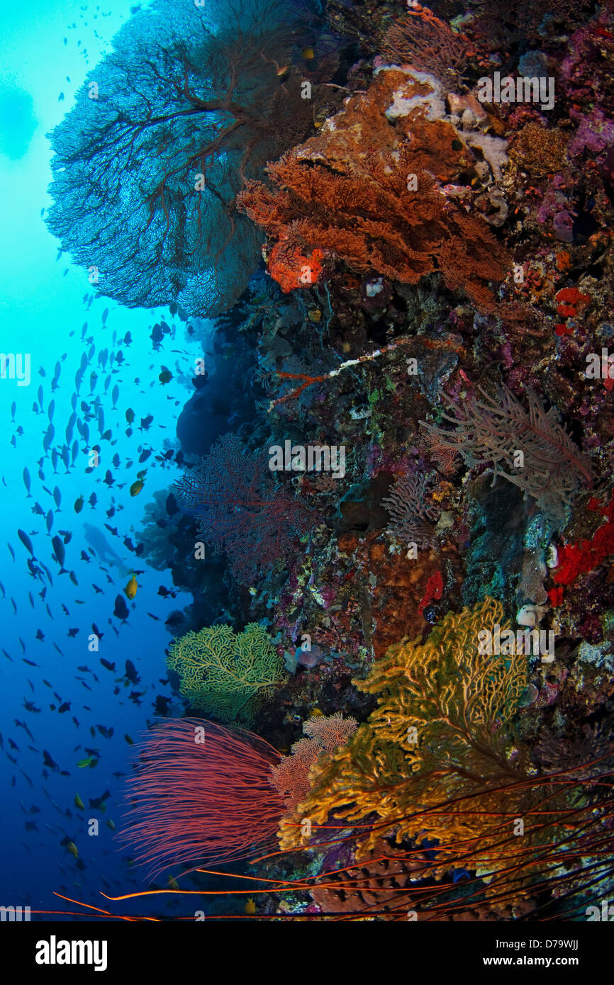 Healthy Mixed Reef Stock Photo - Alamy