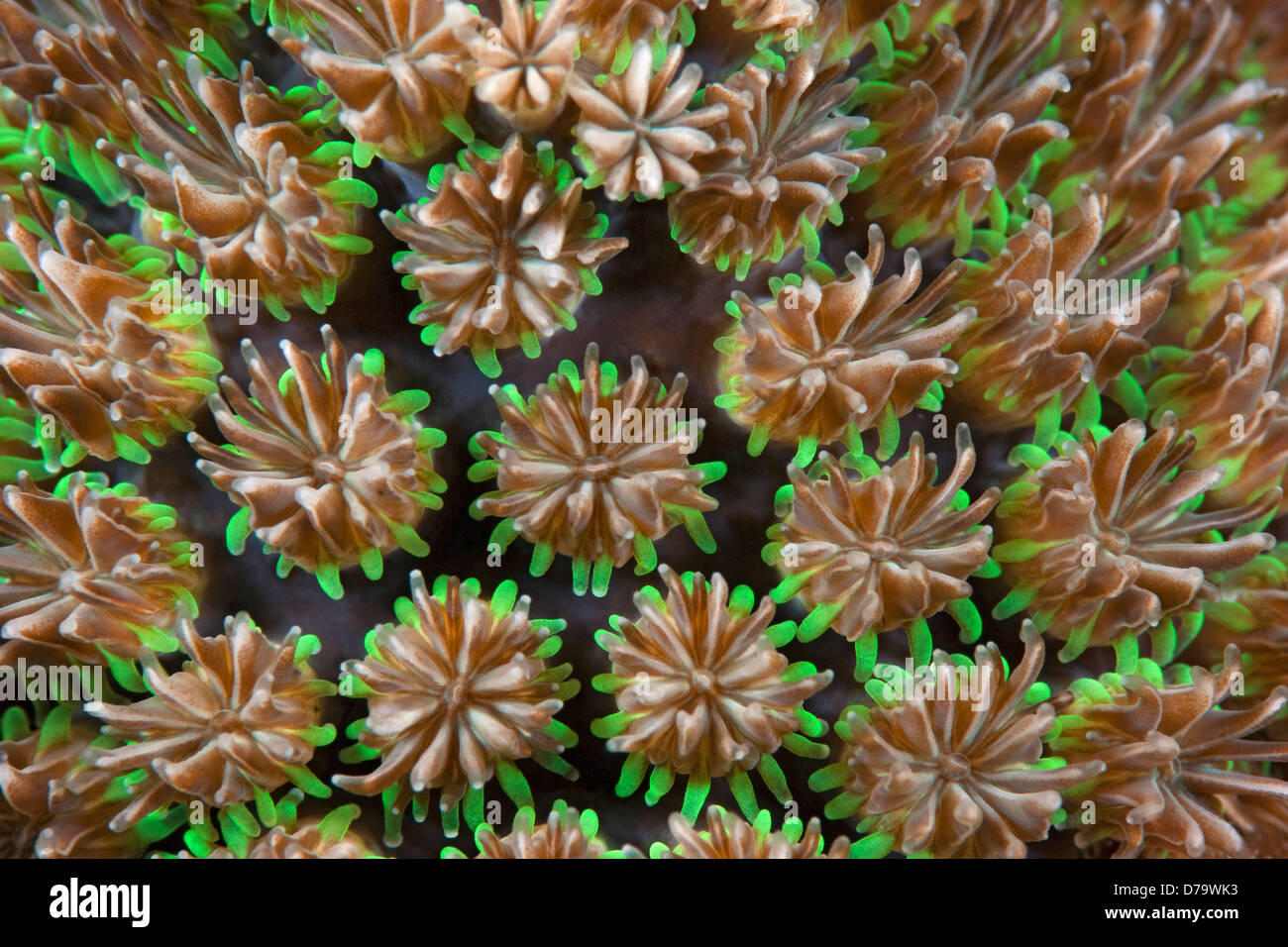 Close-Up Detail Coral Polyps Stock Photo - Alamy