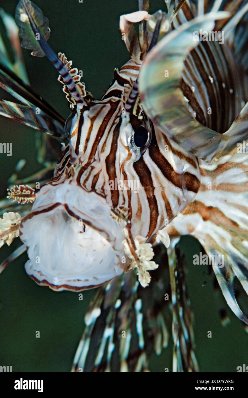White stripes lionfish hi-res stock photography and images - Alamy