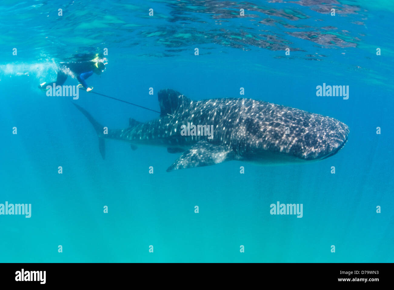 Tagging Whale Shark Stock Photo - Alamy