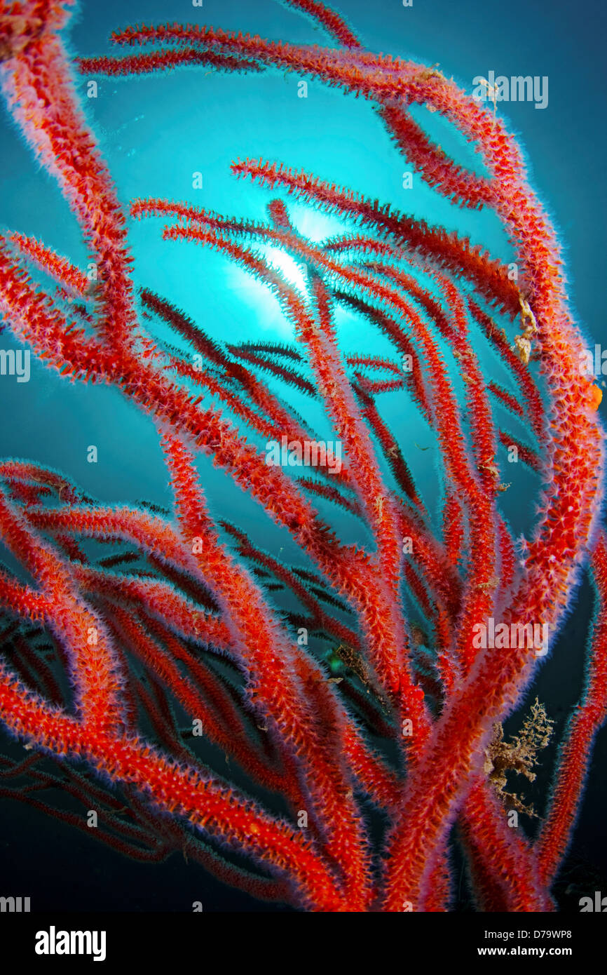 Gorgonian sea whip coral gorgonacea hi-res stock photography and images ...