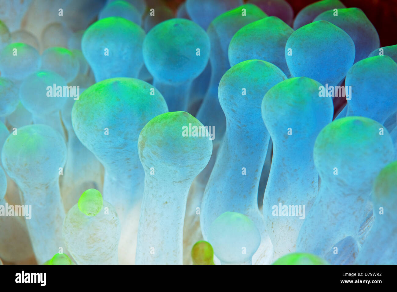 Bleached sea anemone hi-res stock photography and images - Alamy