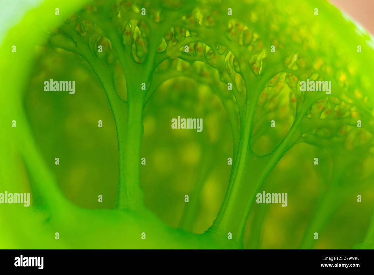 Inside branches hi-res stock photography and images - Alamy