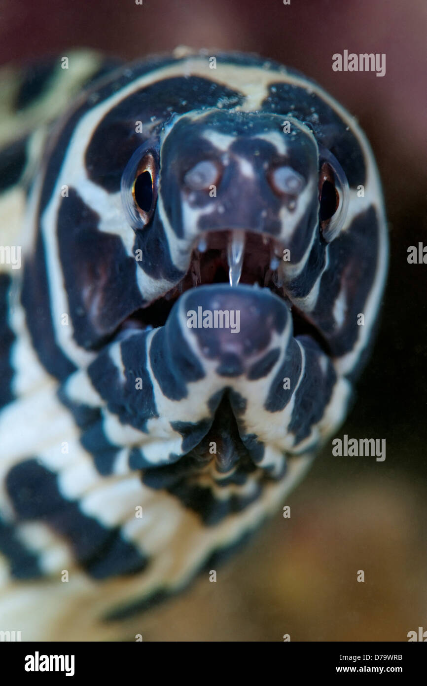 Portrait Spotted Moray Stock Photo - Alamy