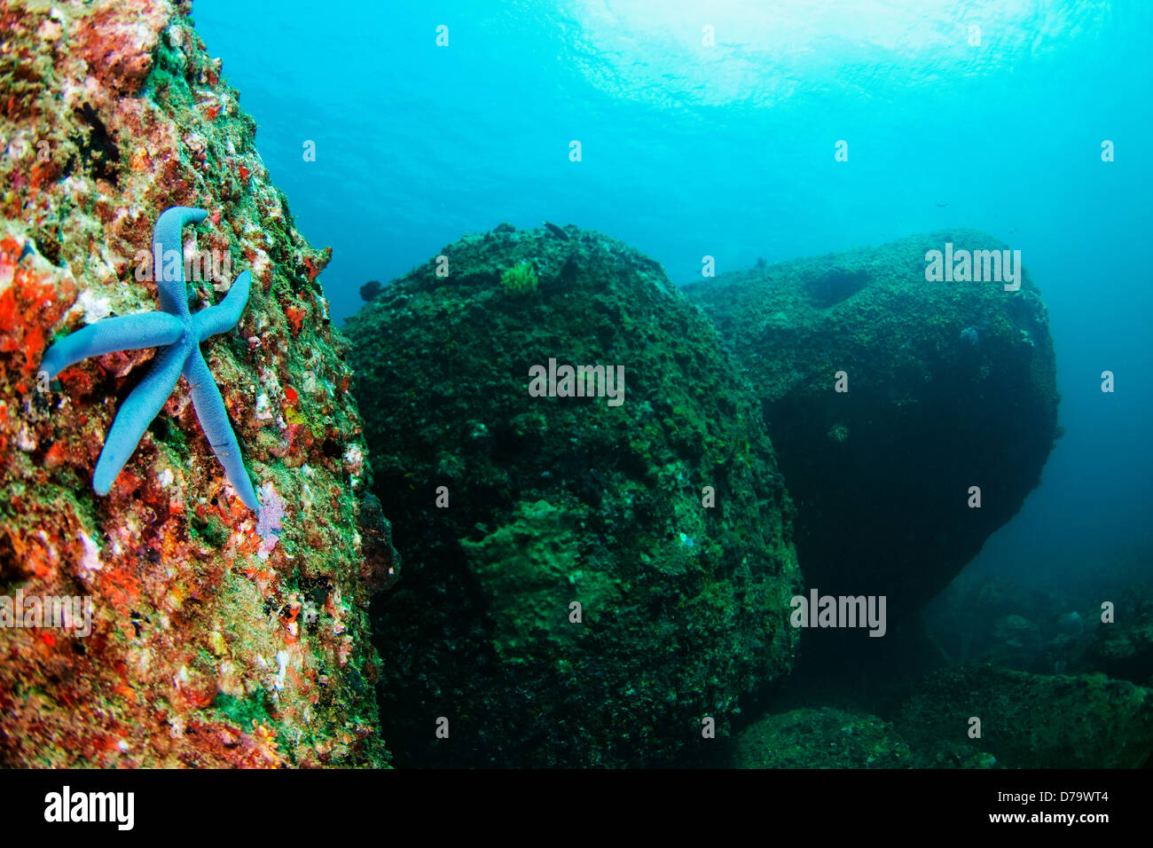 Green linckia hi-res stock photography and images - Alamy