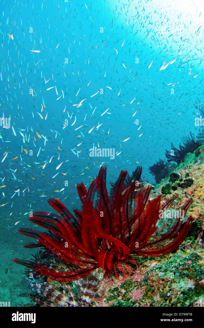 Featherstar Small Schooling Fish Stock Photo - Alamy