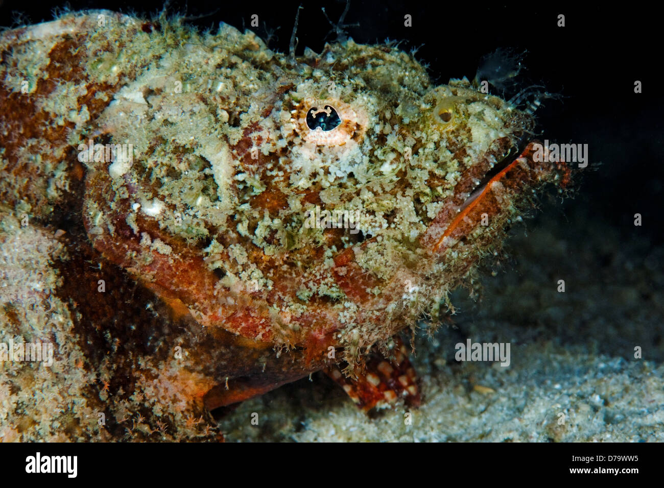 Macrochir hi-res stock photography and images - Alamy