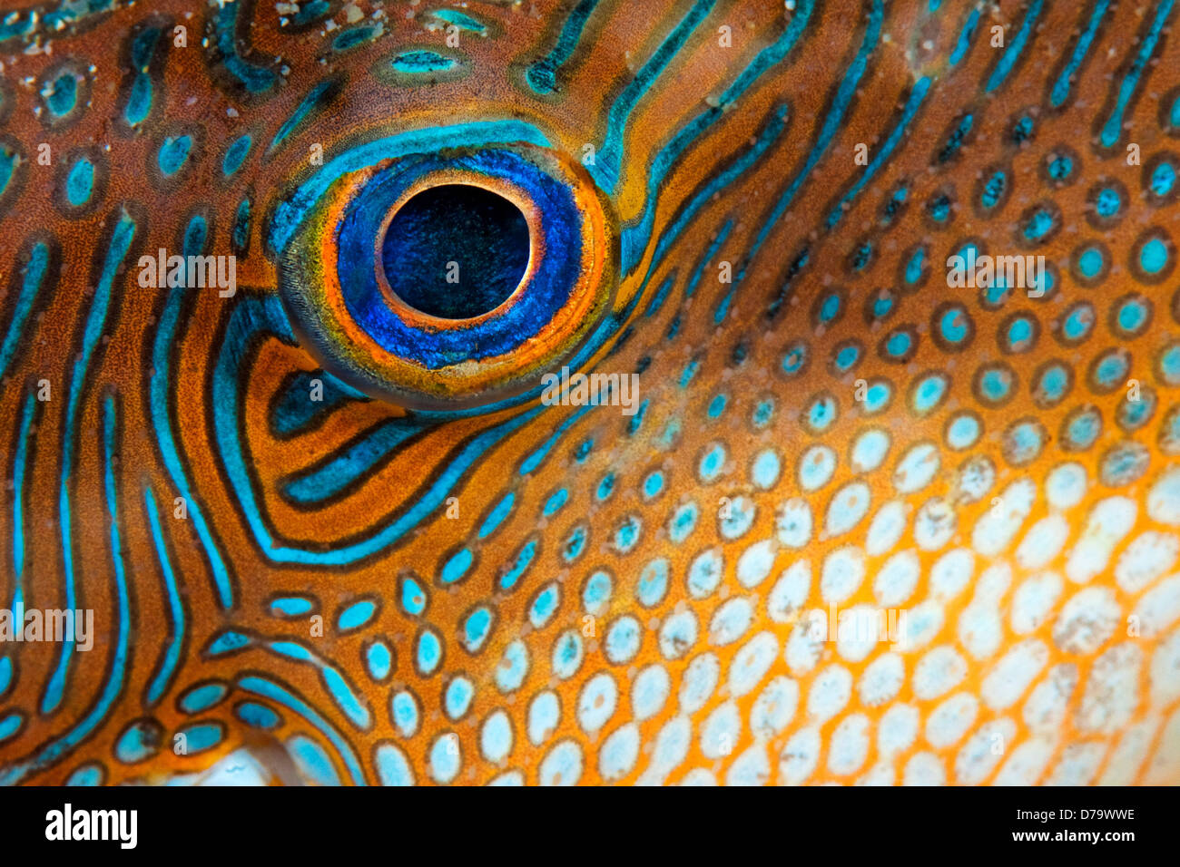 Fingerprint toby hi-res stock photography and images - Alamy