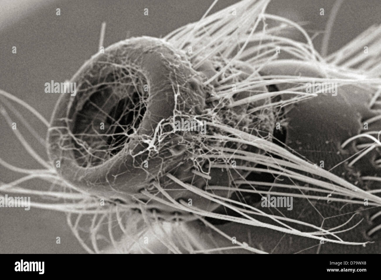 Insect antenna sem hi-res stock photography and images - Alamy