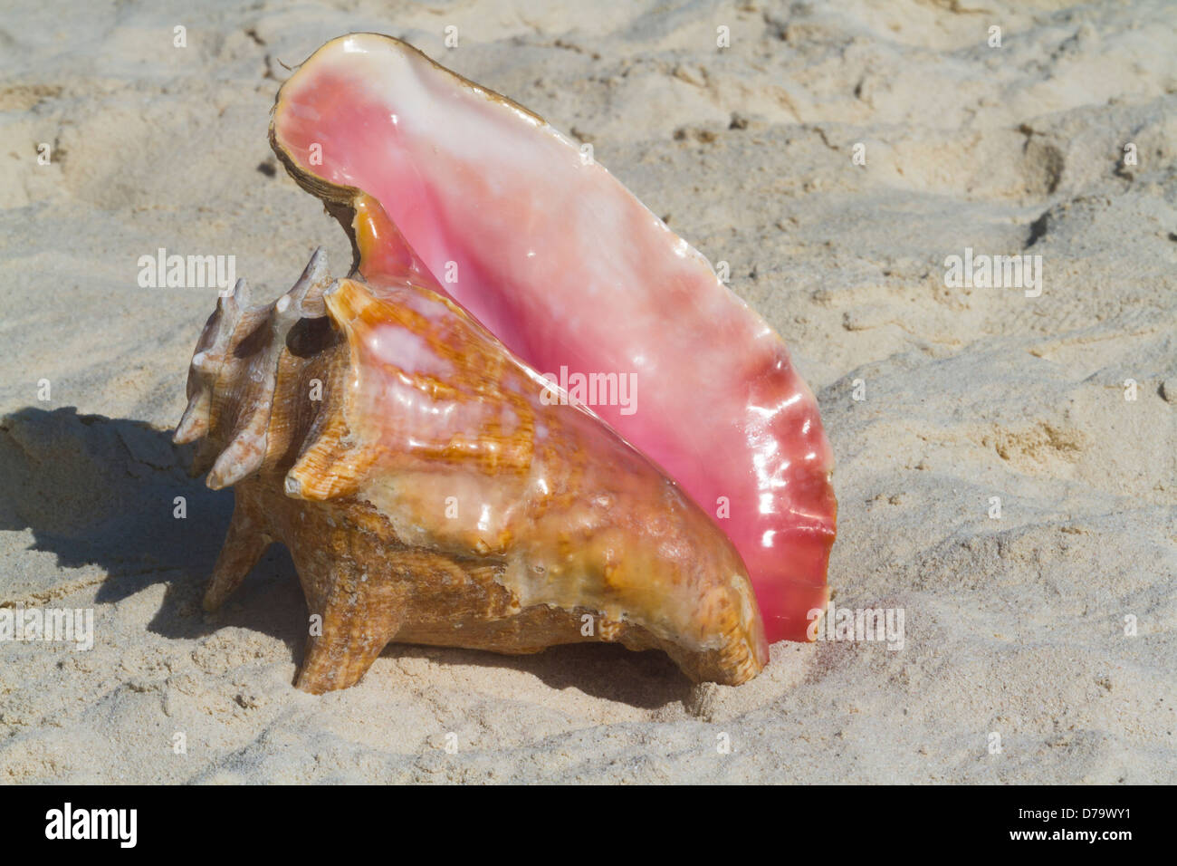 Large sea shell on the beach Stock Photo - Alamy