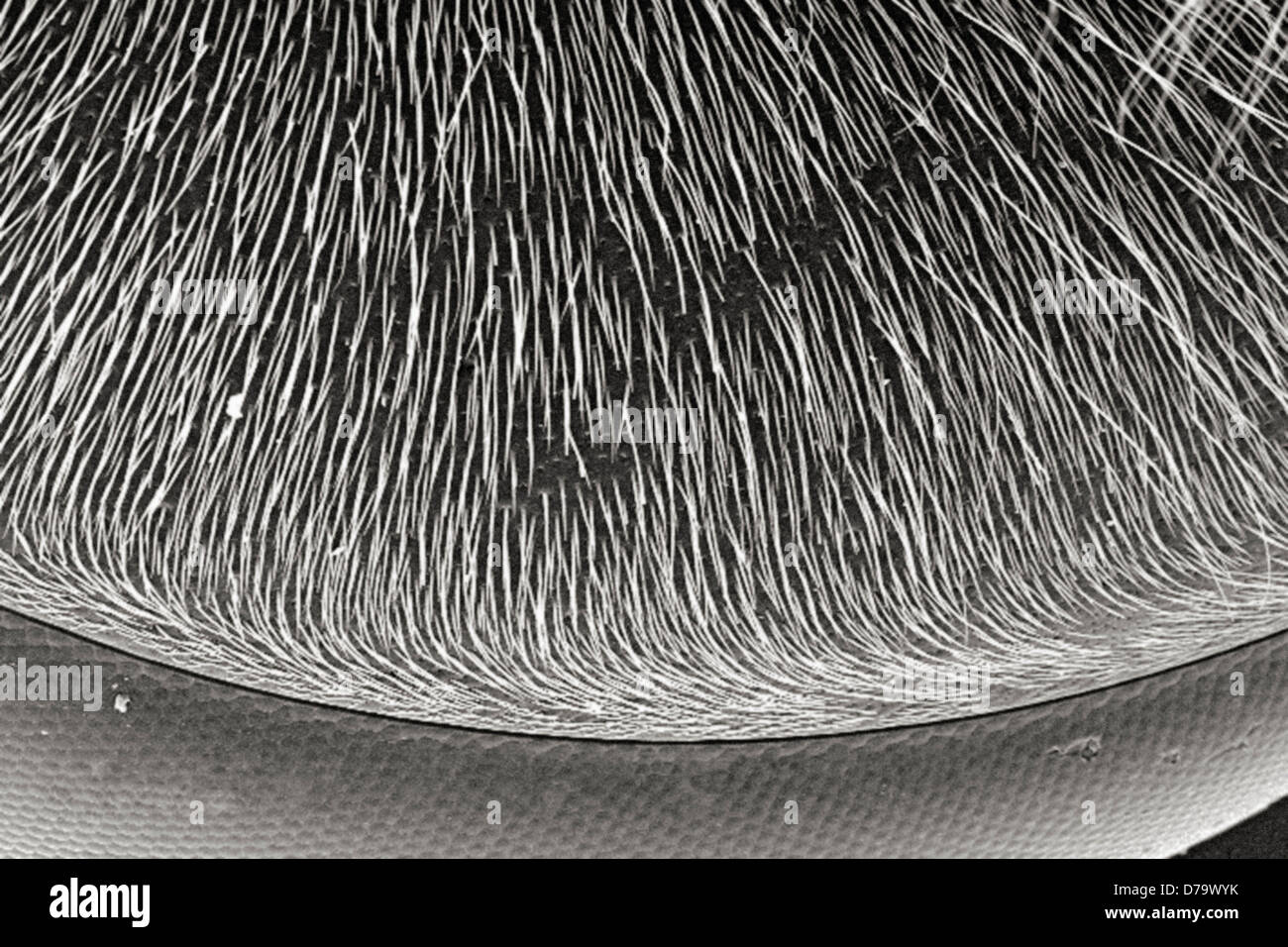 Micrograph of bee hair hi-res stock photography and images - Alamy