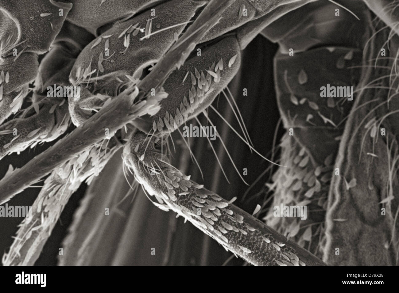 Scanning Electron Micrograph Mosquito Stock Photo - Alamy