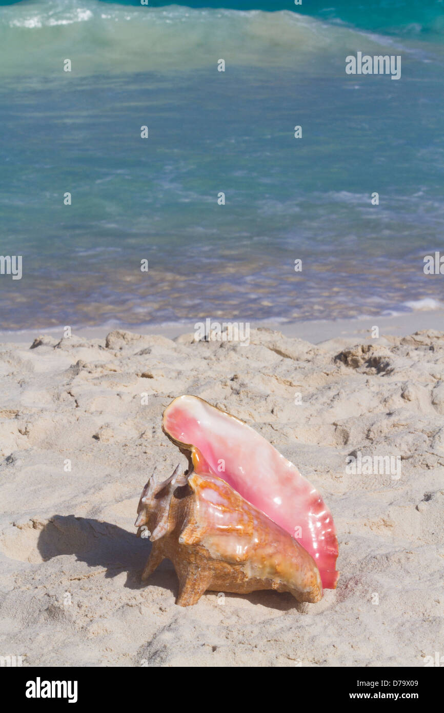 Large sea shell on the beach Stock Photo - Alamy