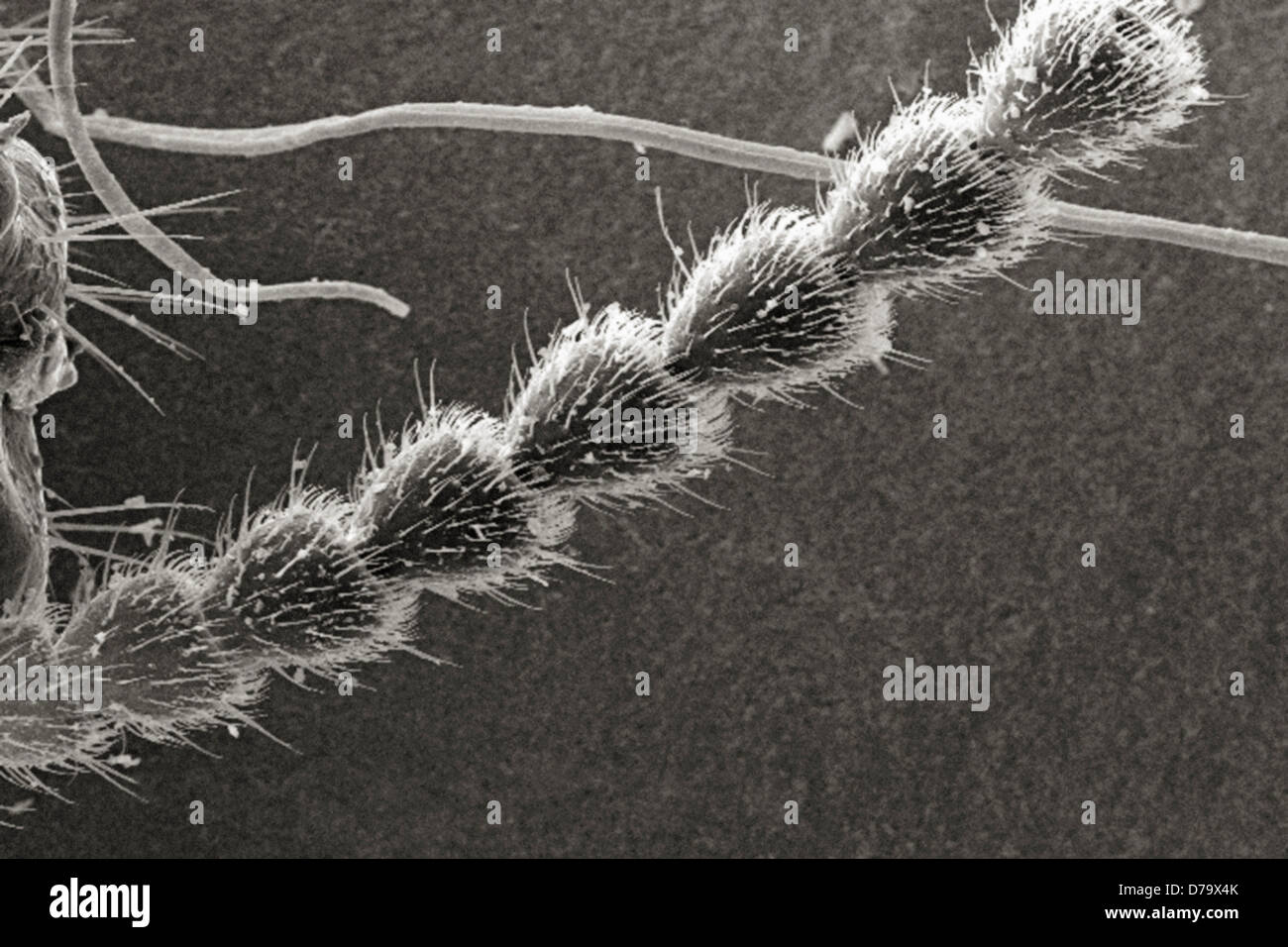 Scanning Electron Micrograph Termite Stock Photo - Alamy