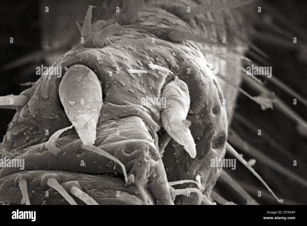 Arthropod leg hi-res stock photography and images - Alamy