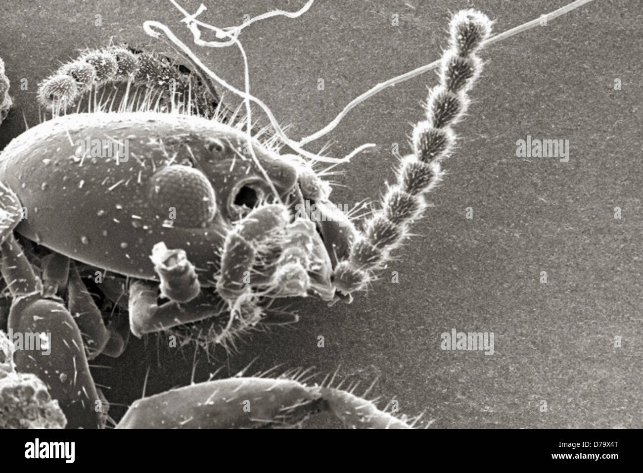 Scanning Electron Micrograph Termite Stock Photo - Alamy