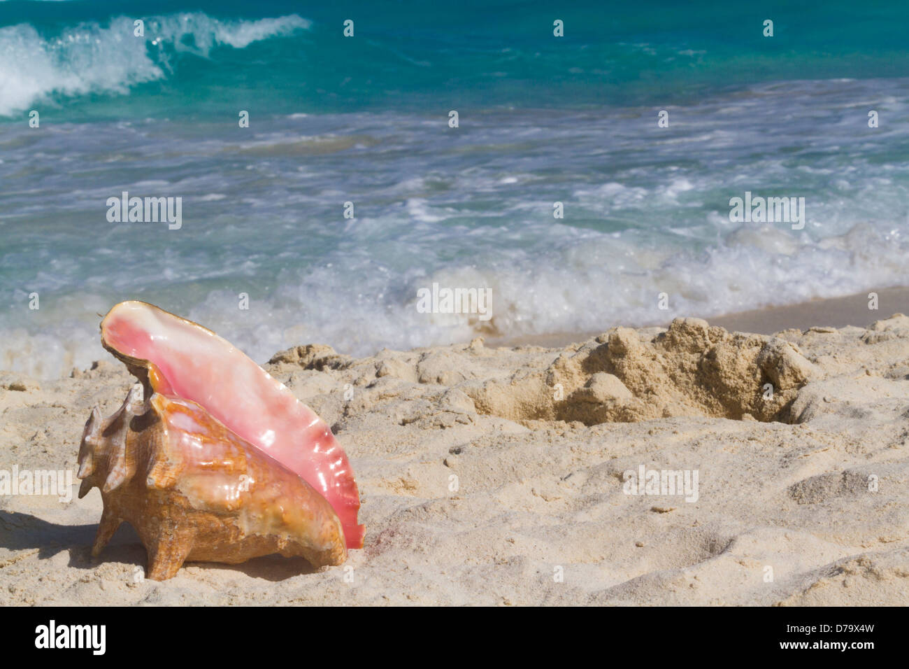 Large sea shell on the beach Stock Photo - Alamy