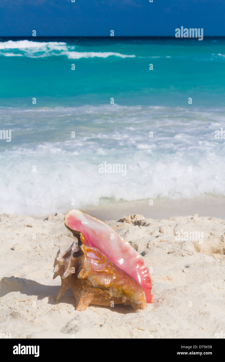 Large sea shell on the beach Stock Photo - Alamy