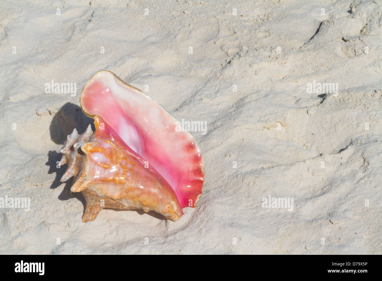 Large sea shell on the beach Stock Photo - Alamy