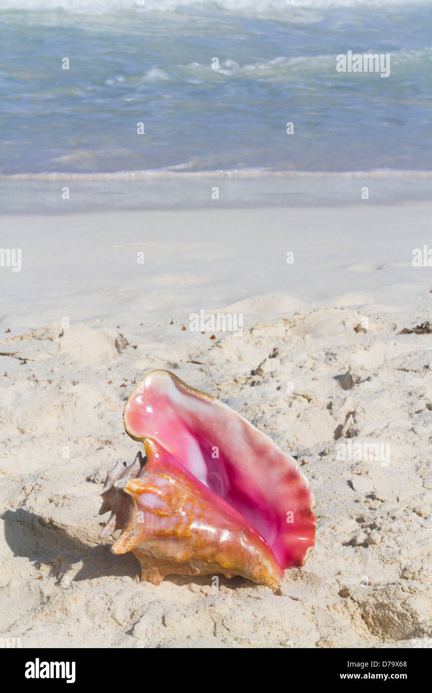 Large sea shell on the beach Stock Photo - Alamy