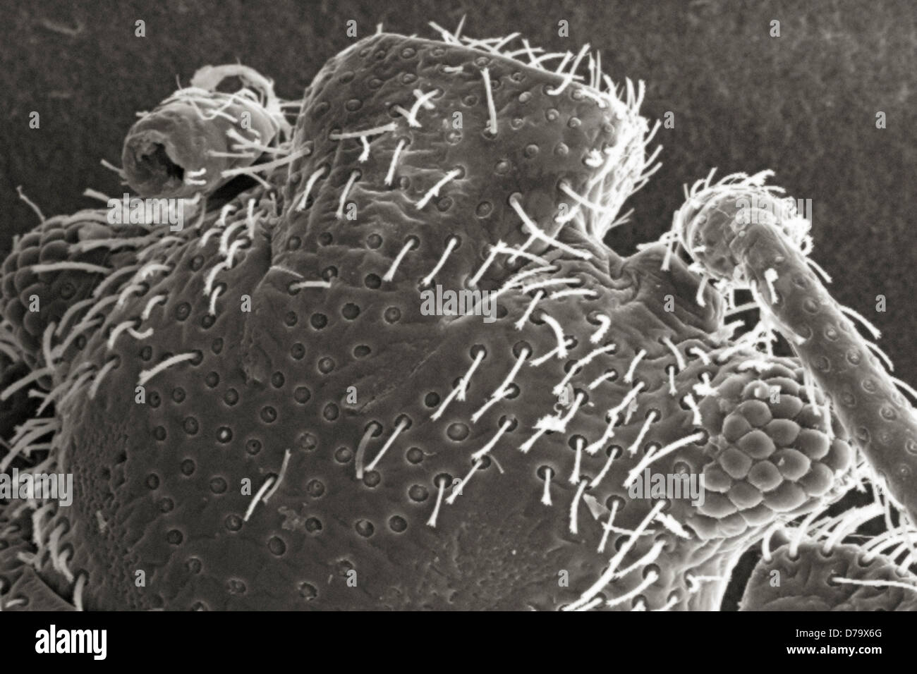 Scanning Electron Micrograph Bed Bug Stock Photo - Alamy