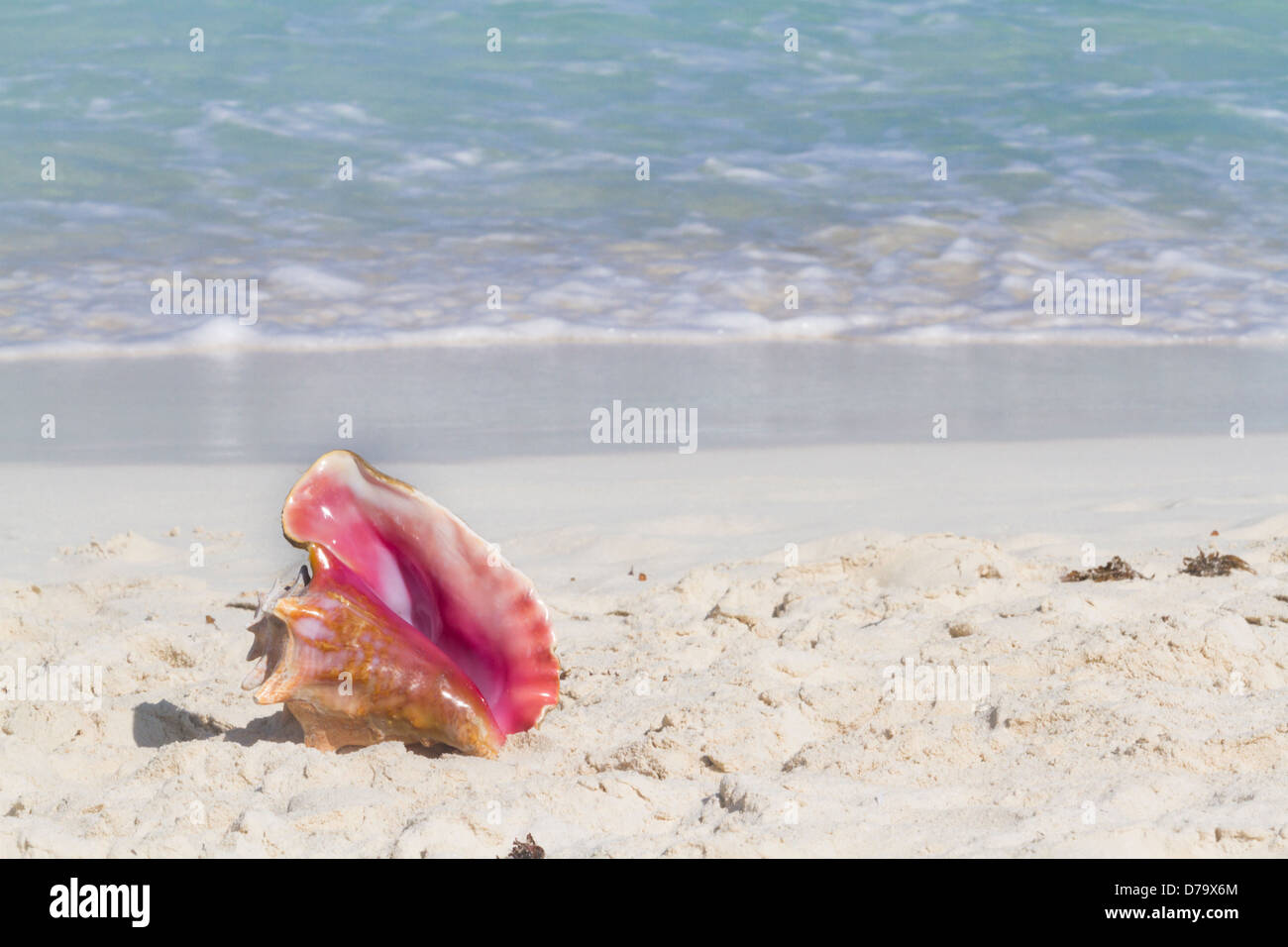 Large sea shell on the beach Stock Photo - Alamy