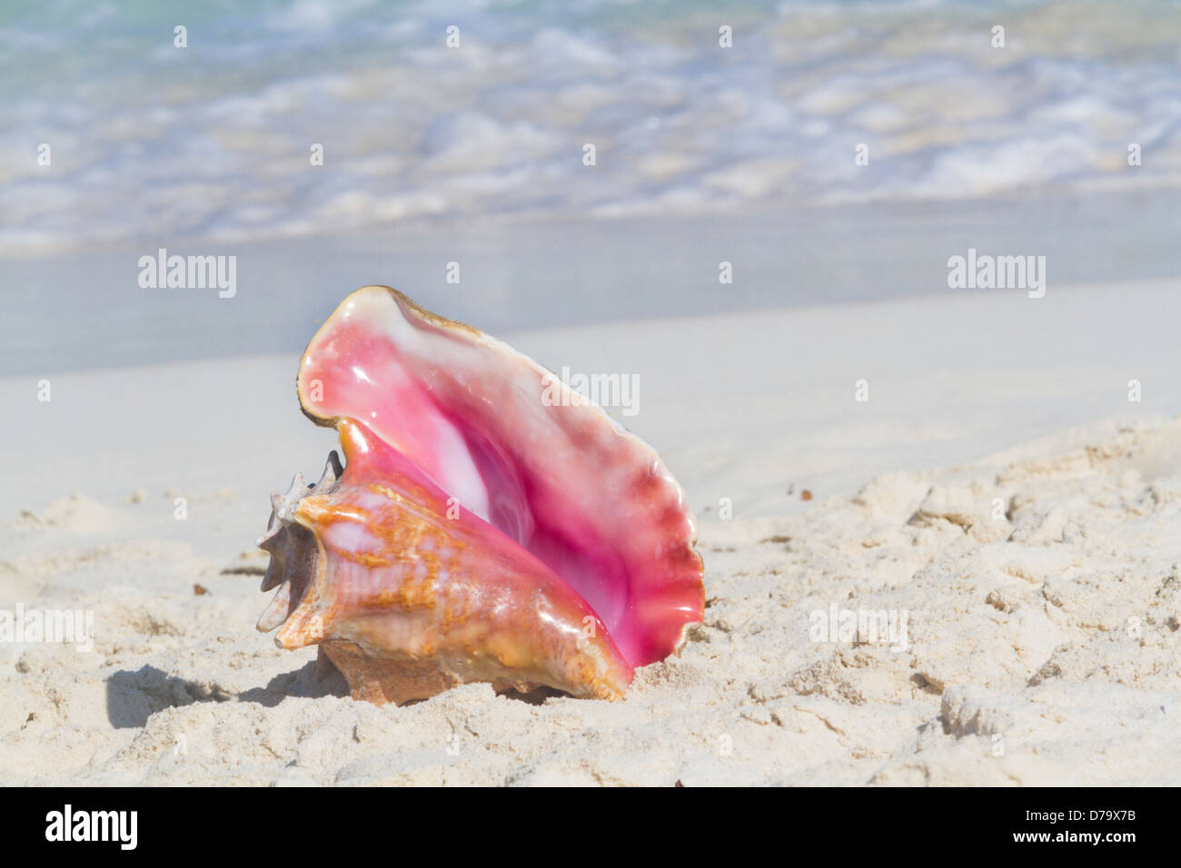 Large sea shell on the beach Stock Photo - Alamy