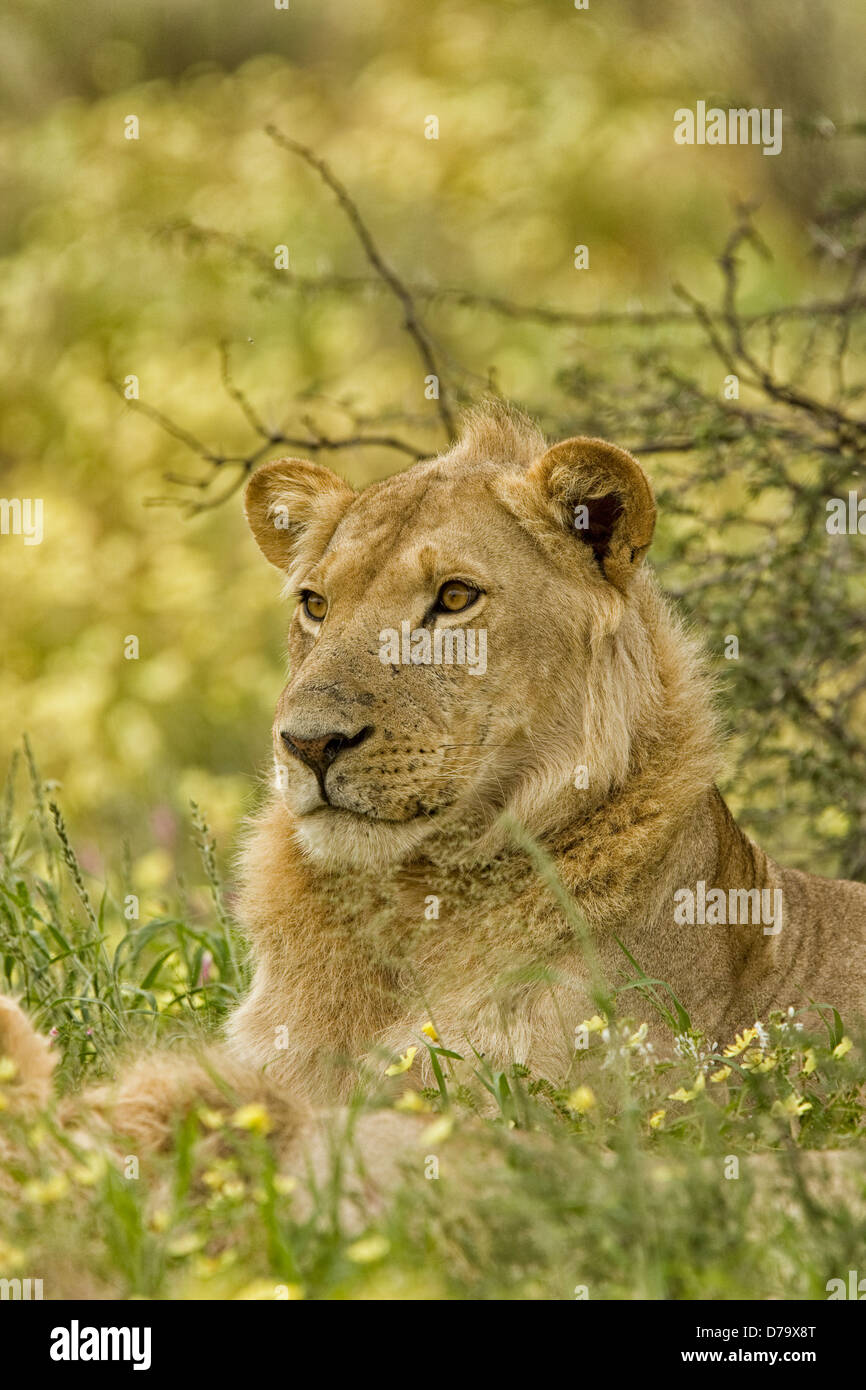 A young male lion Stock Photo - Alamy