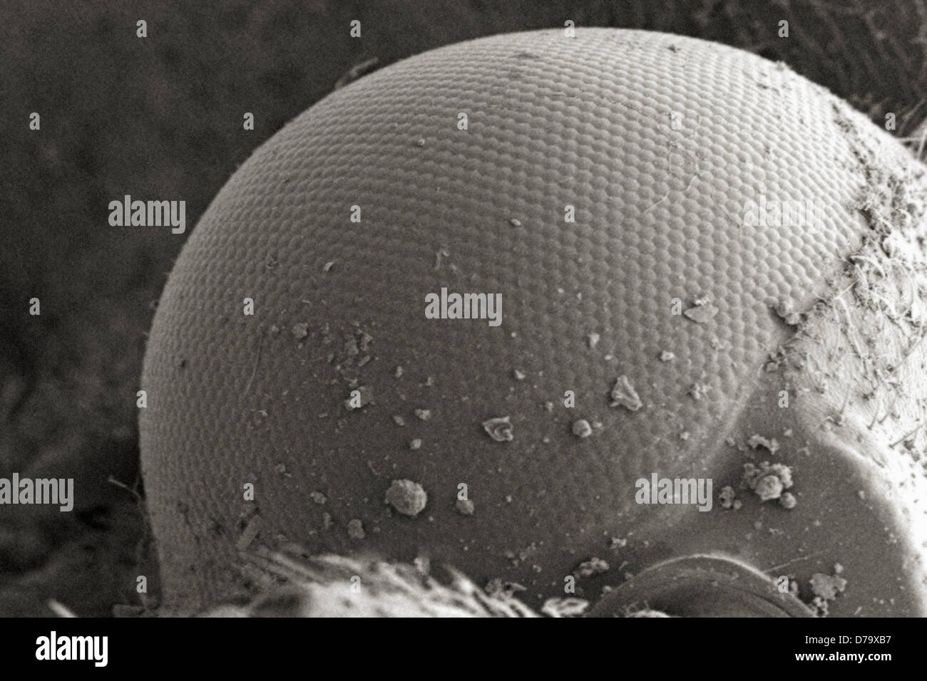 Scanning Electron Micrograph Insect's Compound Eye Stock Photo - Alamy