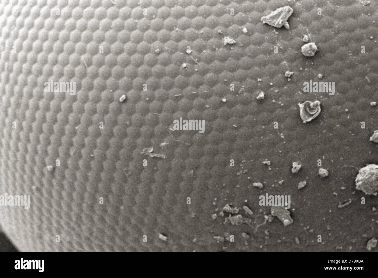 Cornea electron micrograph hi-res stock photography and images - Alamy