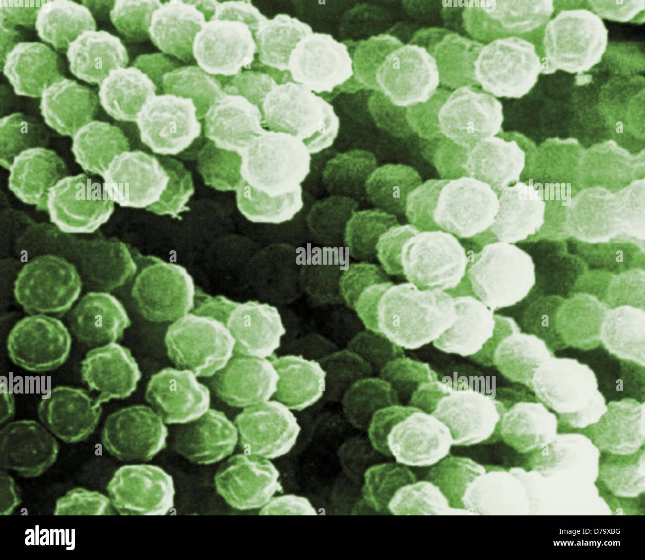 Mold Micrograph High Resolution Stock Photography and Images - Alamy