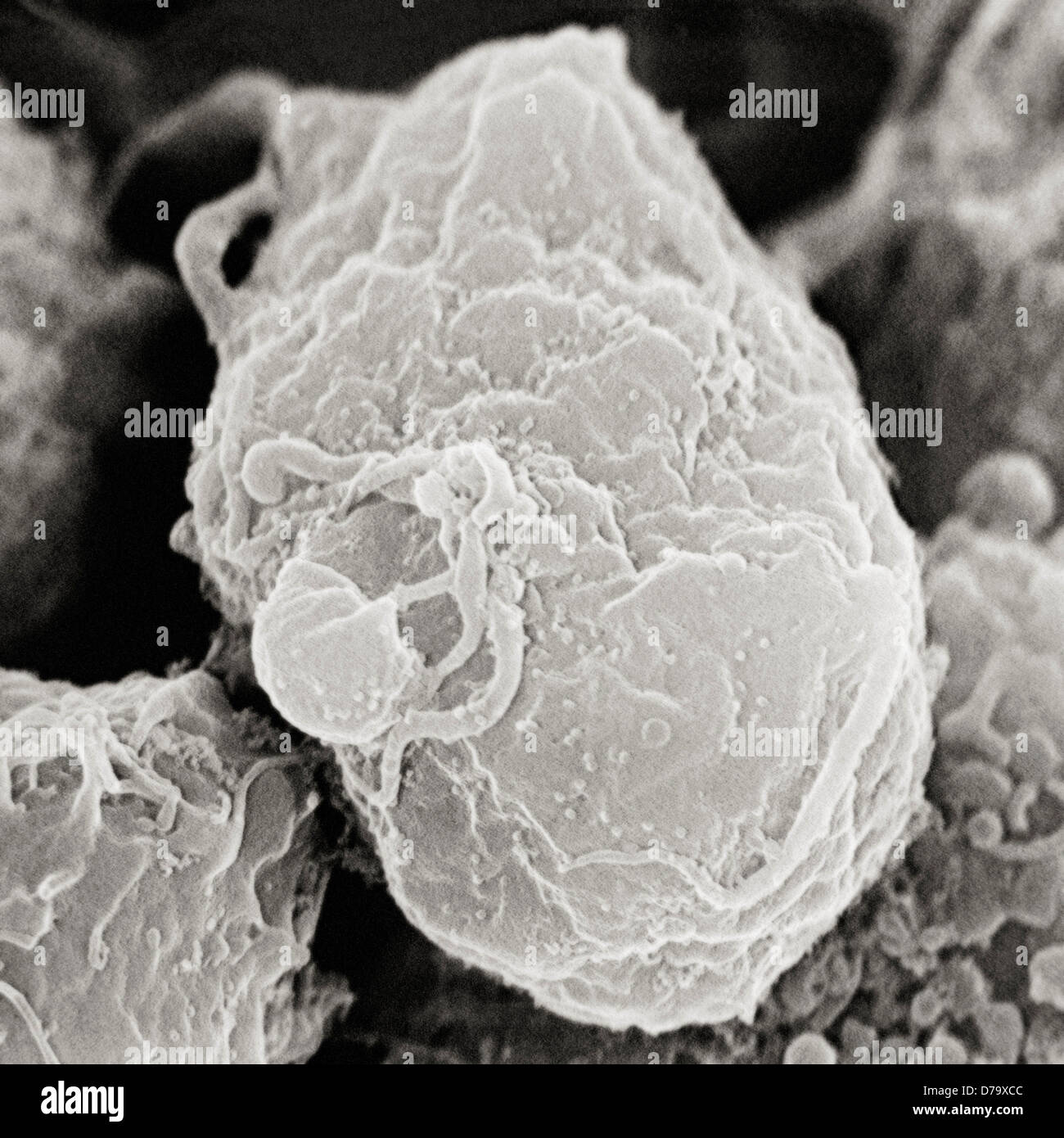Human immunodeficiency virus sem hi-res stock photography and images ...
