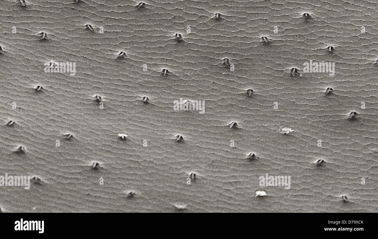 Chitinous Shell Ladybug Stock Photo - Alamy