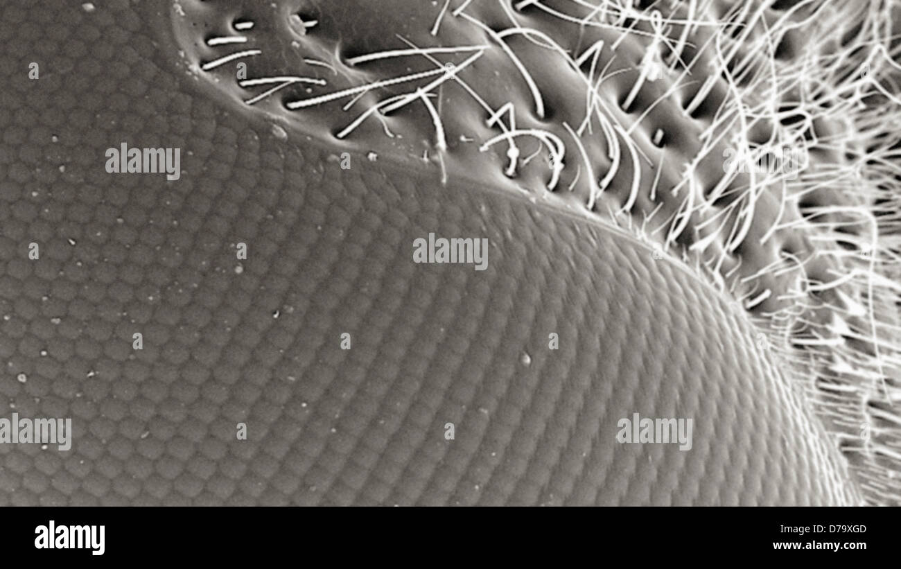 Electron Micrograph Wasp's Head Stock Photo - Alamy