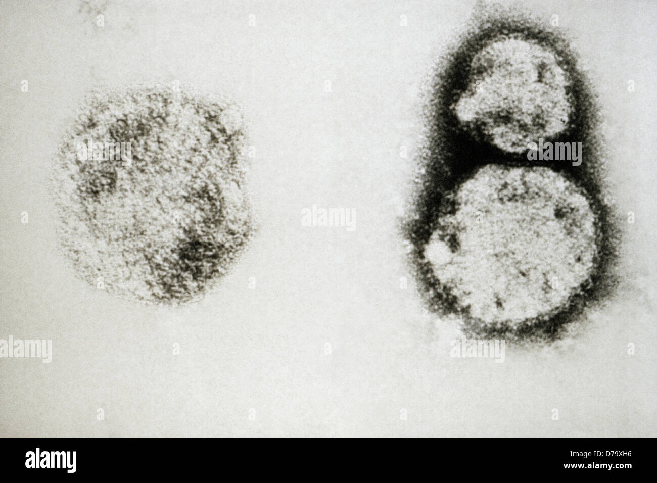 Virions hi-res stock photography and images - Alamy