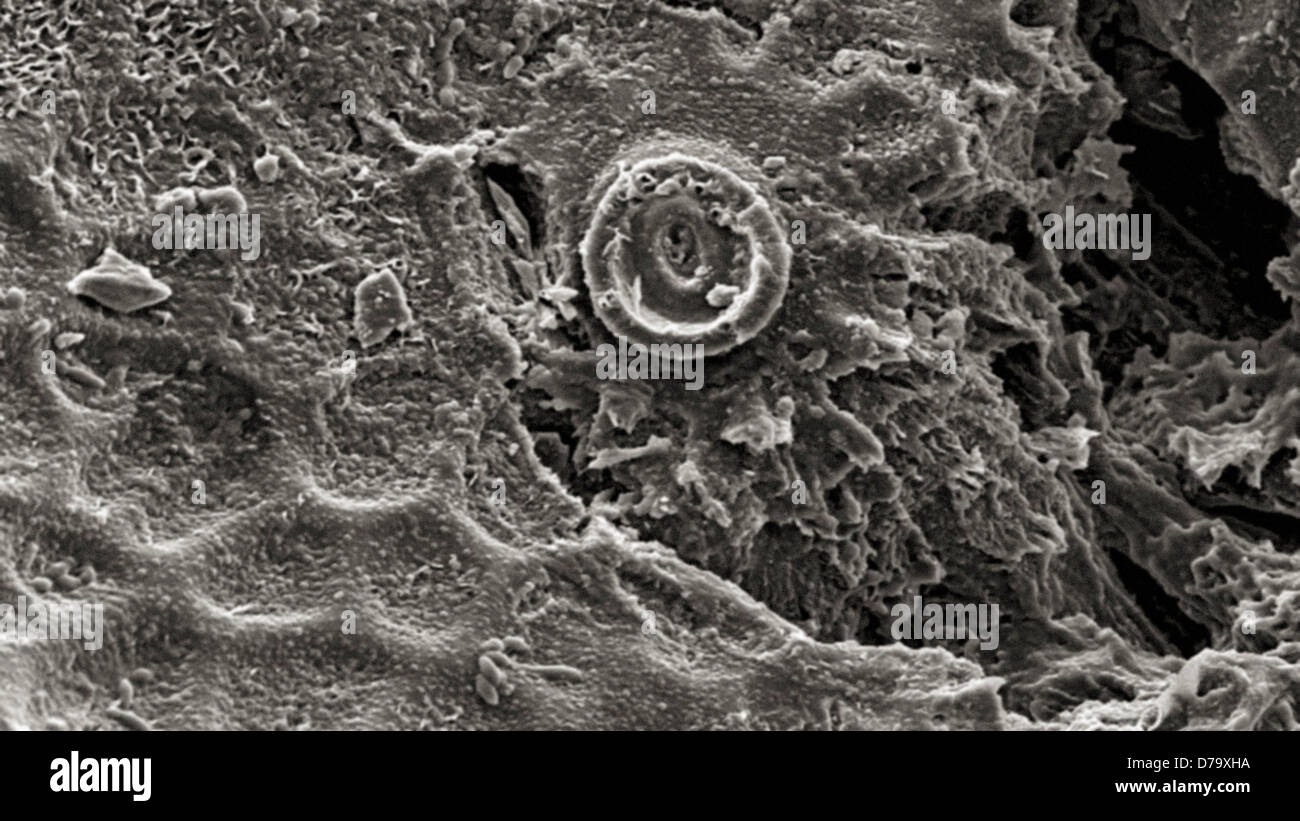 Textured Surface Honeydew Melon Stock Photo - Alamy