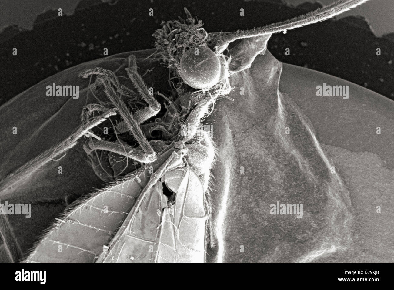 Magnified Lateral View Unidentified Insect Stock Photo - Alamy