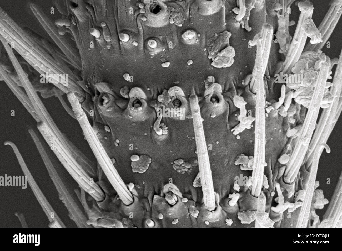 Leg Unidentified Insect Stock Photo - Alamy