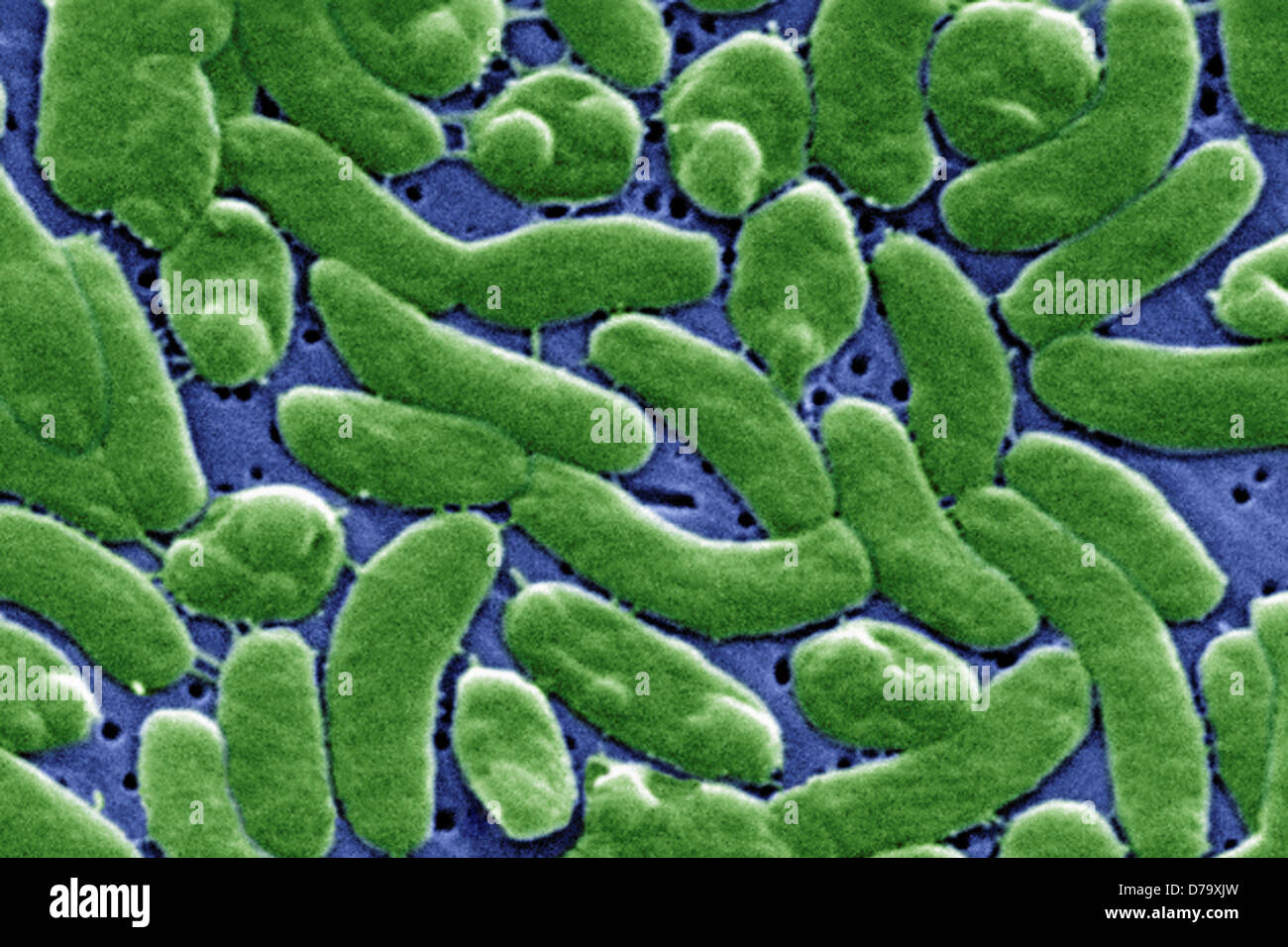 Vibrio Bacteria