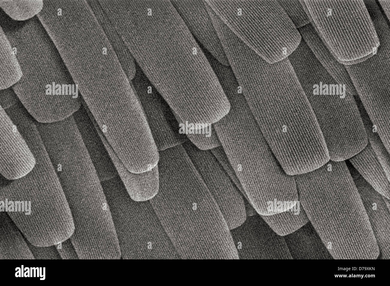 Diaphanous wing structure hi-res stock photography and images - Alamy