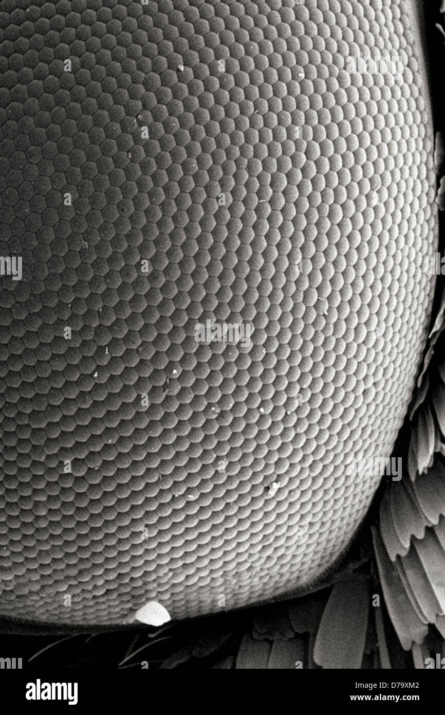 Insect's Compound Eye Stock Photo - Alamy