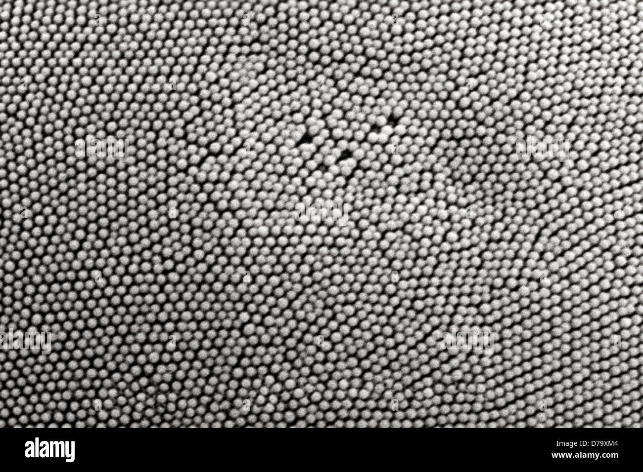 Insect's Compound Eye Stock Photo - Alamy