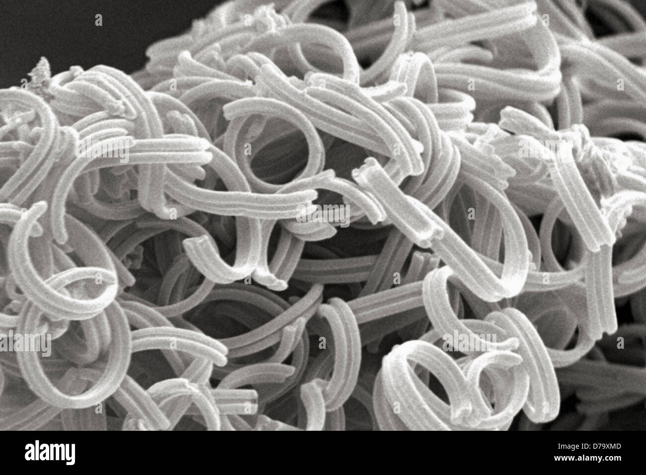 Microscopic debris hi-res stock photography and images - Alamy