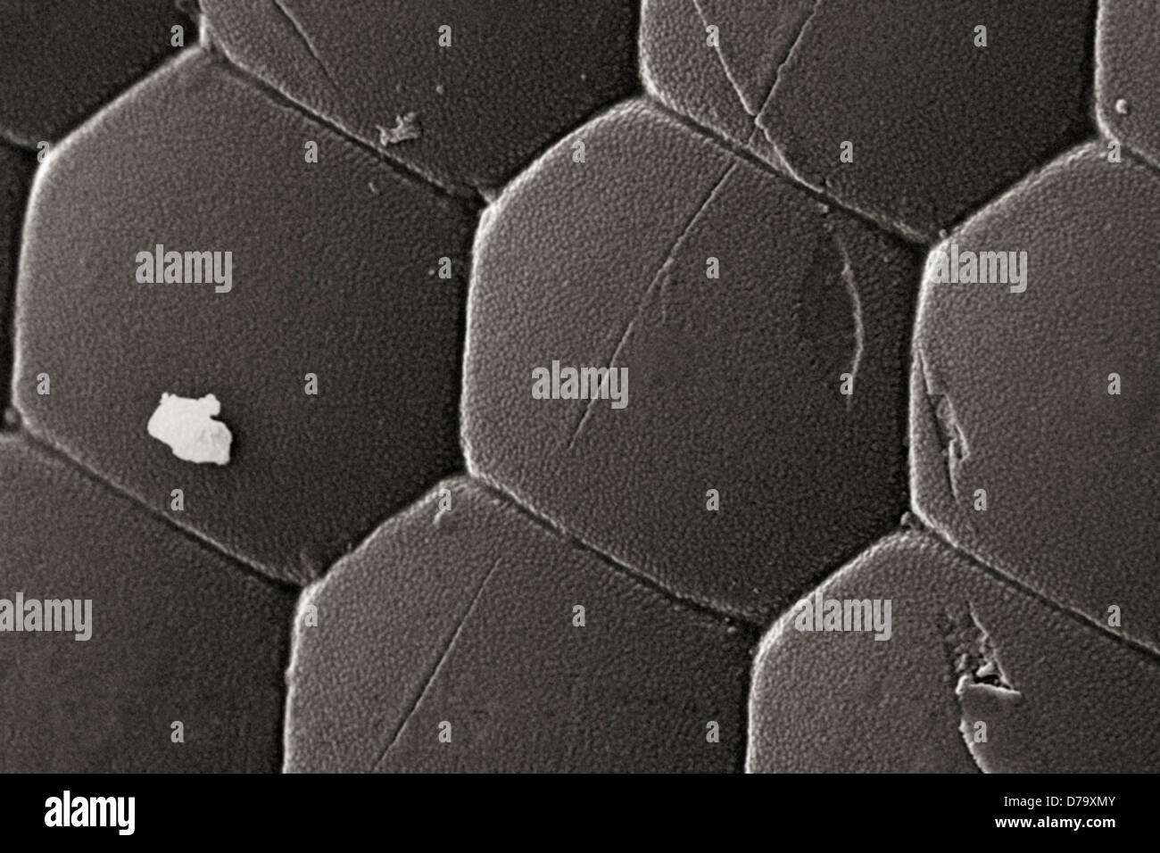 Western Honey Bee's Eye Stock Photo - Alamy